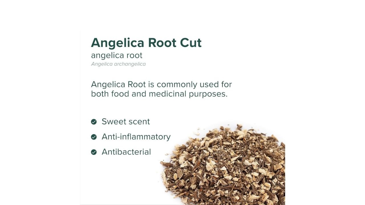 Angelica Root: Ancient Herb, Modern Benefits & Its Healing Powers