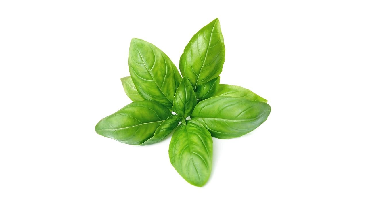 20+ Types of Herbs and How to Use Them in Cooking?