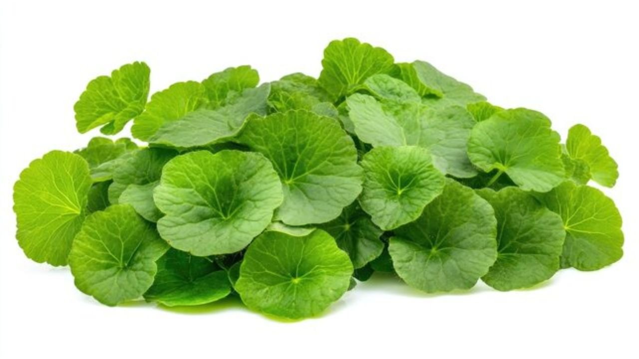 Medicinal Plants in Kerala: Nature’s Healing Gift from God’s Own Country