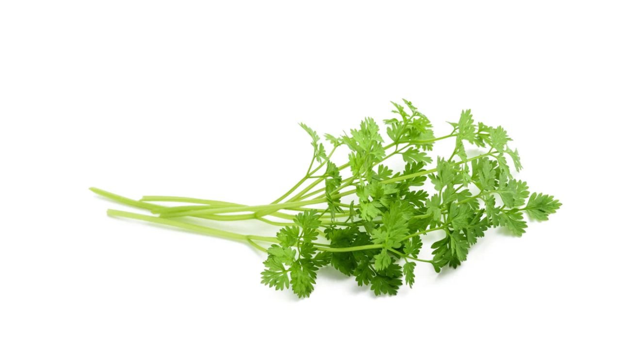 20+ Types of Herbs and How to Use Them in Cooking?