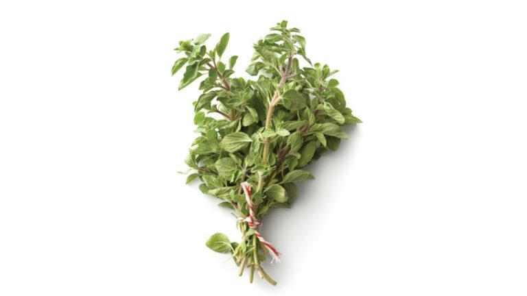 20+ Types of Herbs and How to Use Them in Cooking?
