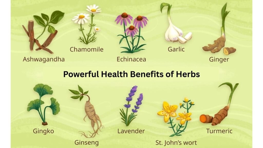 What Are Herbs? Types, Uses and Health Benefits
