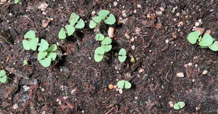 Thai Basil Leaves: Flavor Profile, Culinary Uses, and Easy Growing Guide