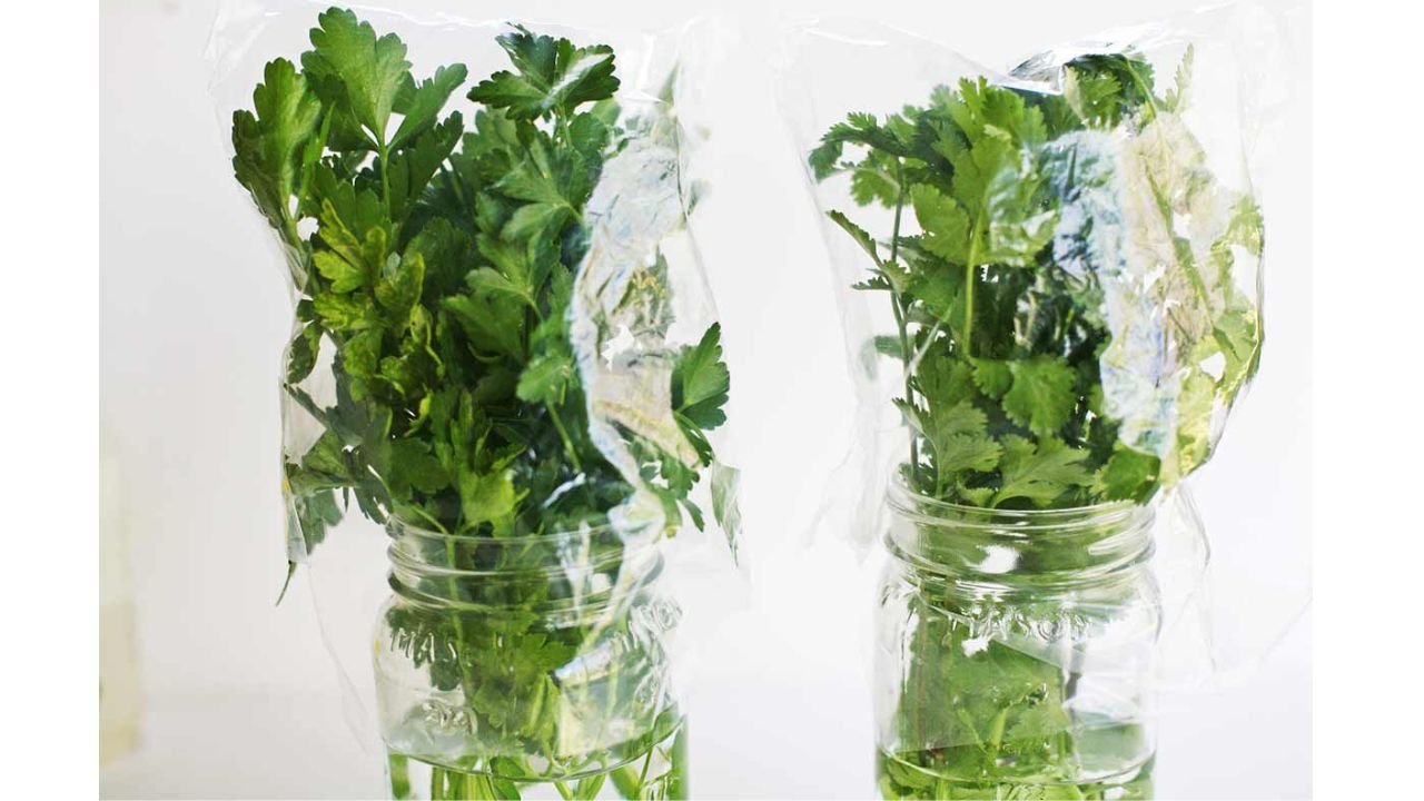 Fresh Cilantro: Guide to Health, Storage, and Culinary Uses