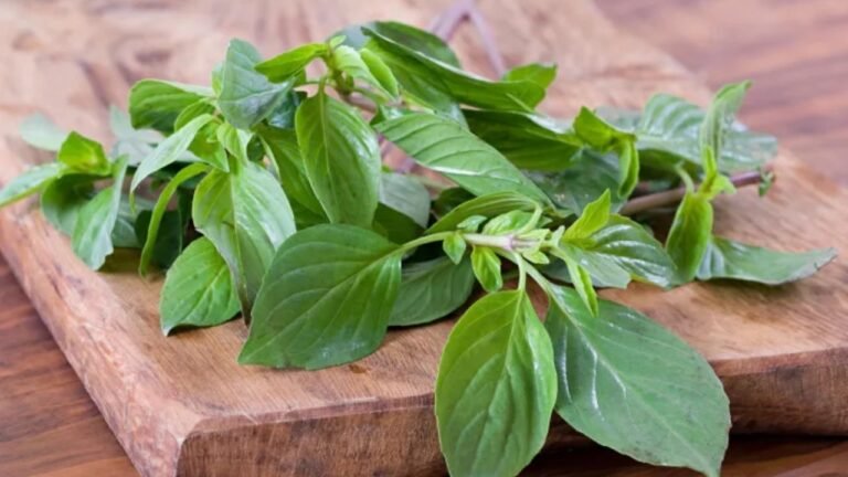 Thai Basil Leaves: Flavor Profile, Culinary Uses, and Easy Growing Guide