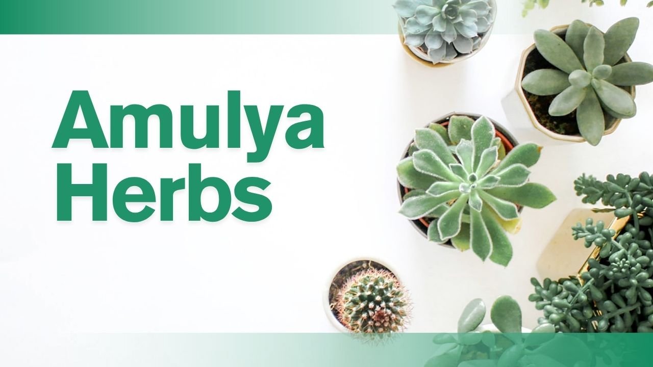 Amulya Herbs Pvt Ltd: Trusted Natural Ayurvedic Wellness Brand