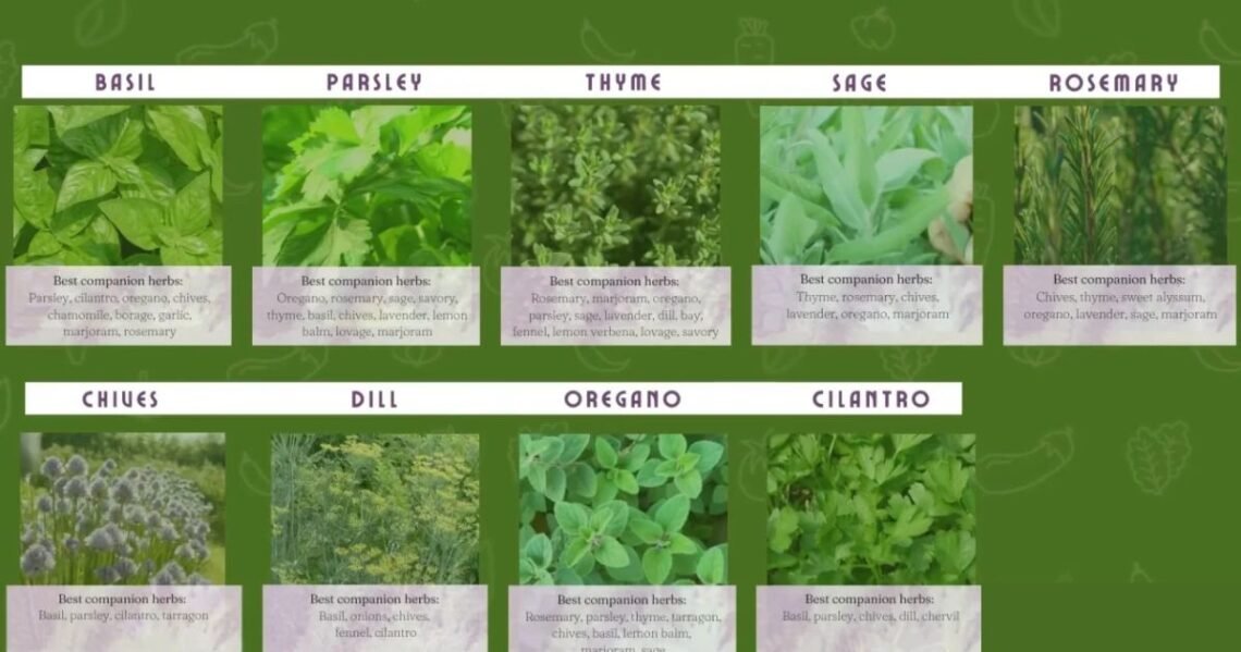 What Herbs Can Be Planted Together: Perfect Pairings