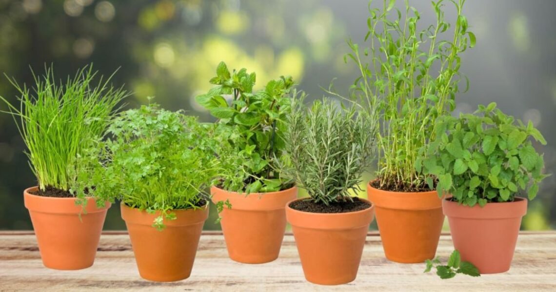 What Herbs Can Be Planted Together: Perfect Pairings