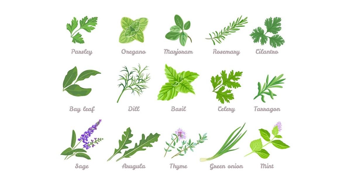 Difference Between Herbs and Shrubs: Features & Examples
